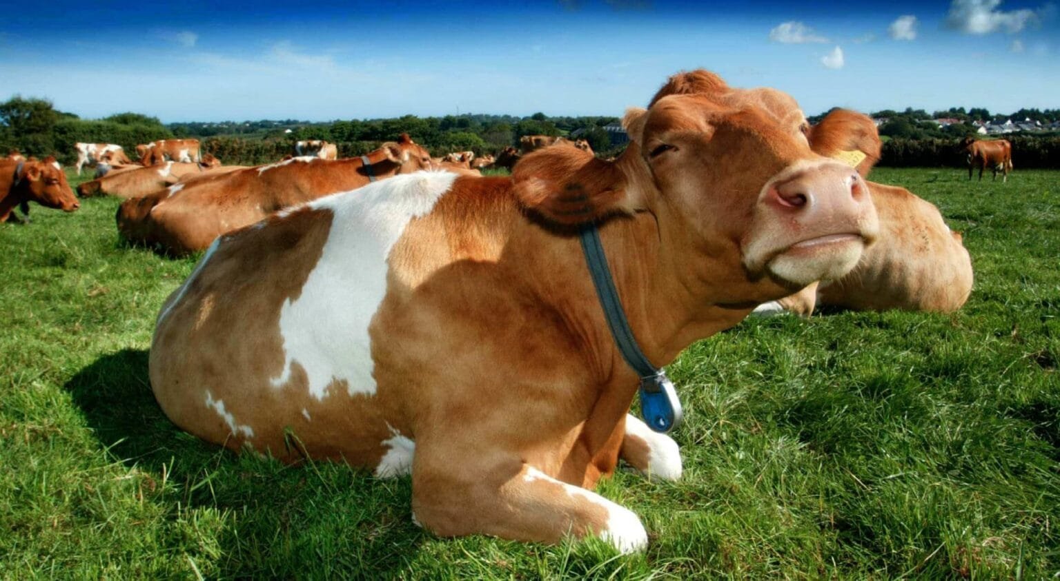 Find Raw Milk Sources Near You | U.S. Dairy Directory